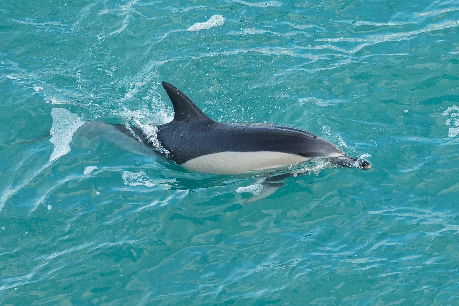 Marine Biology Section - Société Jersiaise