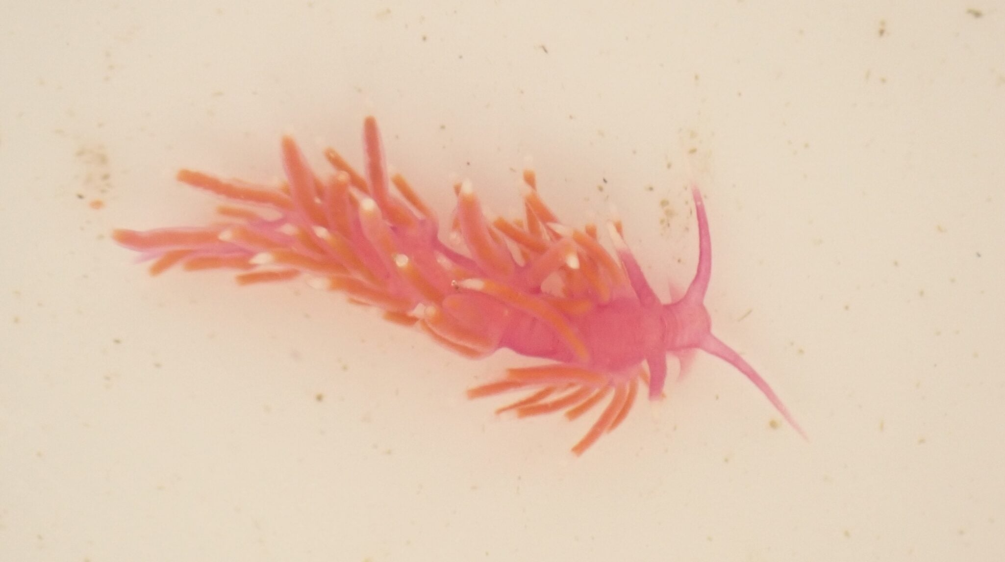 Marine Biology Section - September 2025 update - Société Jersiaise